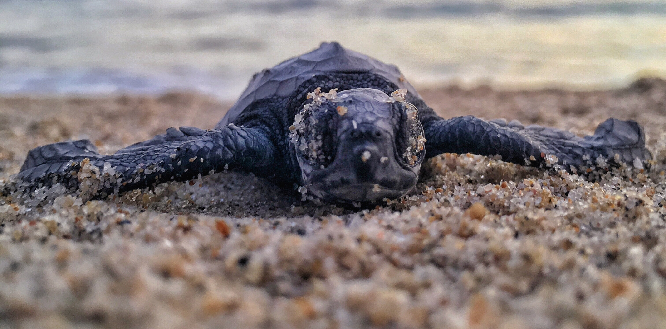 Feel Good News : Hundreds Of Baby Turtles Hatch On Quiet Beach ...